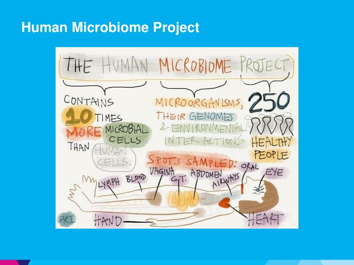 PPT - The Human Microbiome PowerPoint Presentation - ID:2053278