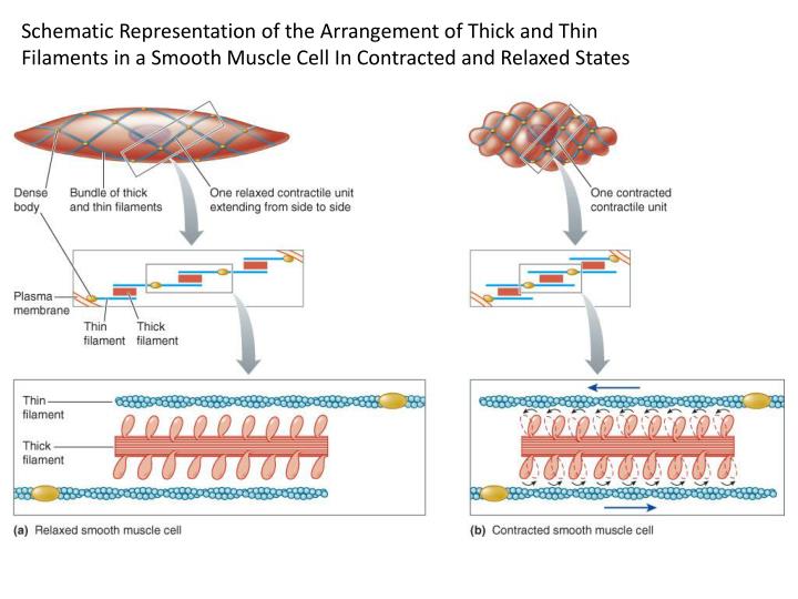 PPT - SMOOTH MUSCLES PowerPoint Presentation - ID:2053356