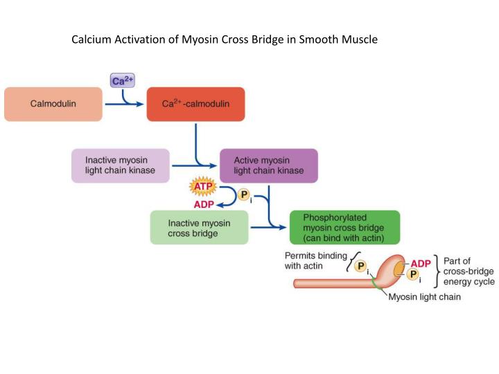 PPT - SMOOTH MUSCLES PowerPoint Presentation - ID:2053356
