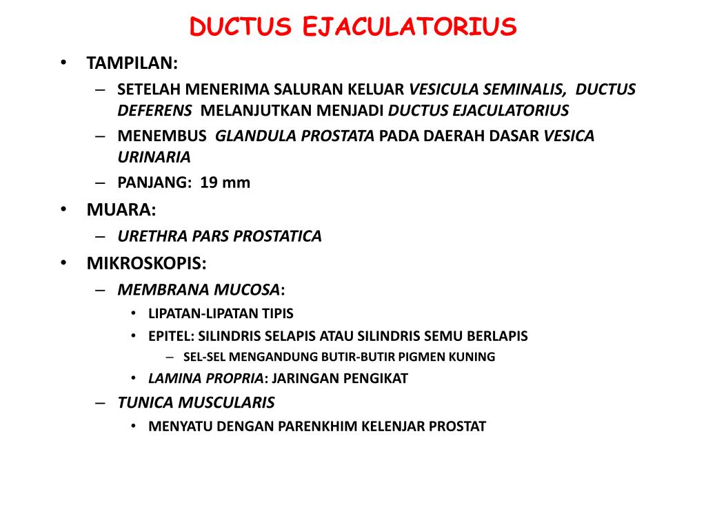 PPT - KULIAH HISTOLOGI SISTEM REPRODUKSI PRIA PowerPoint Presentation ...