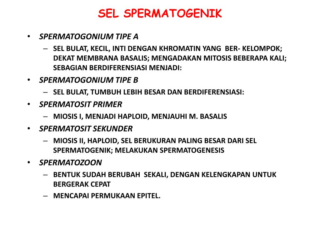 PPT - KULIAH HISTOLOGI SISTEM REPRODUKSI PRIA PowerPoint Presentation ...