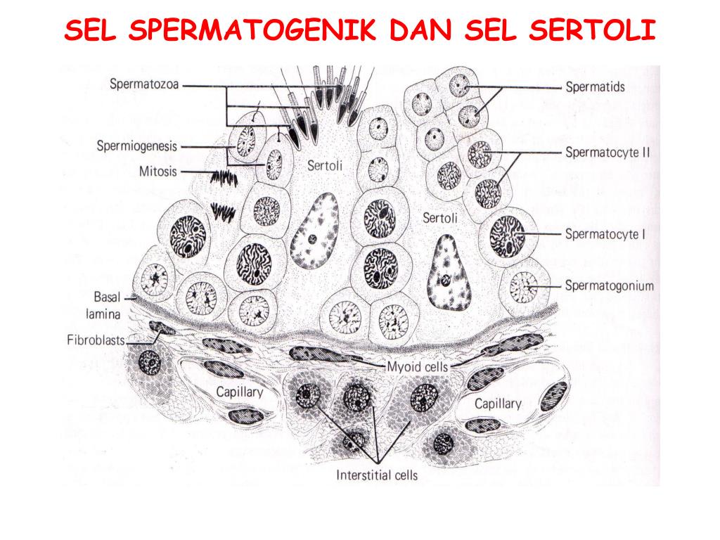 PPT - KULIAH HISTOLOGI SISTEM REPRODUKSI PRIA PowerPoint Presentation ...