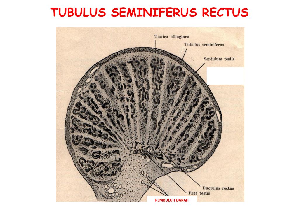 PPT - KULIAH HISTOLOGI SISTEM REPRODUKSI PRIA PowerPoint Presentation ...