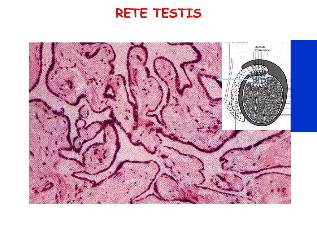 PPT - KULIAH HISTOLOGI SISTEM REPRODUKSI PRIA PowerPoint Presentation ...