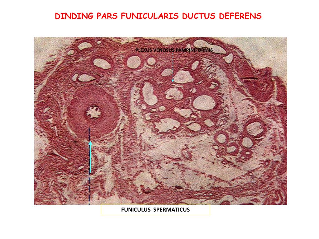 PPT - KULIAH HISTOLOGI SISTEM REPRODUKSI PRIA PowerPoint Presentation ...