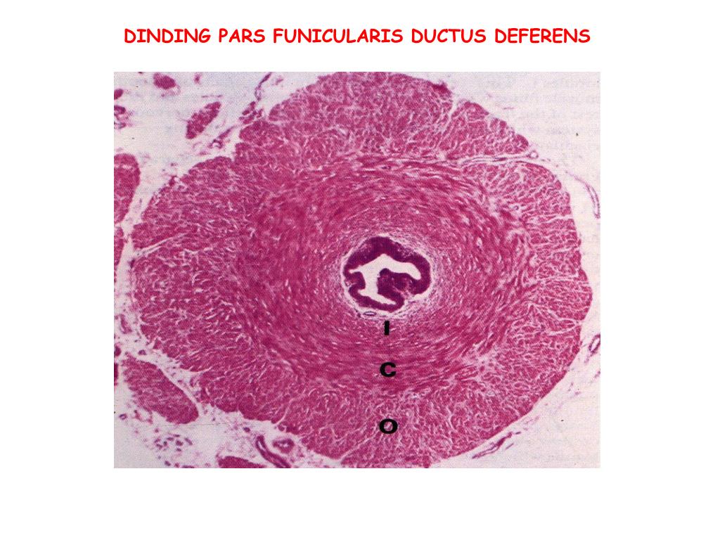 PPT - KULIAH HISTOLOGI SISTEM REPRODUKSI PRIA PowerPoint Presentation ...