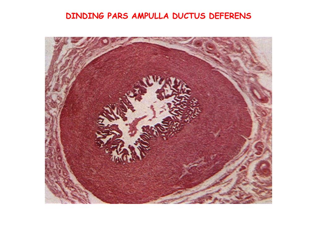 PPT - KULIAH HISTOLOGI SISTEM REPRODUKSI PRIA PowerPoint Presentation ...