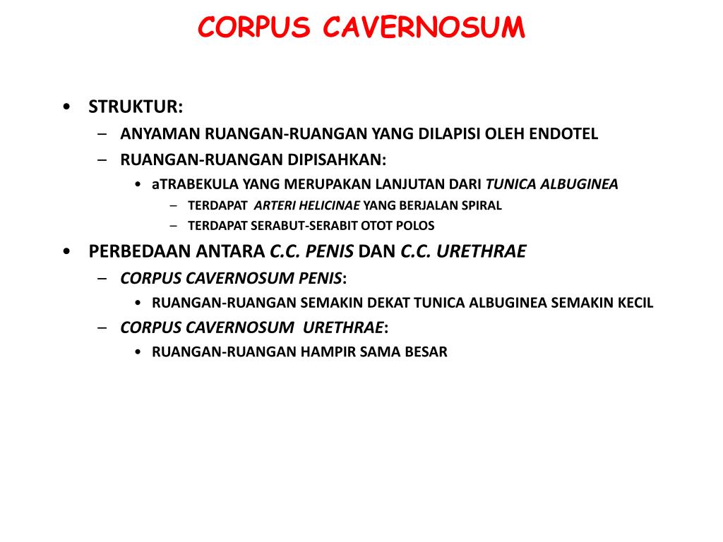 PPT - KULIAH HISTOLOGI SISTEM REPRODUKSI PRIA PowerPoint Presentation ...