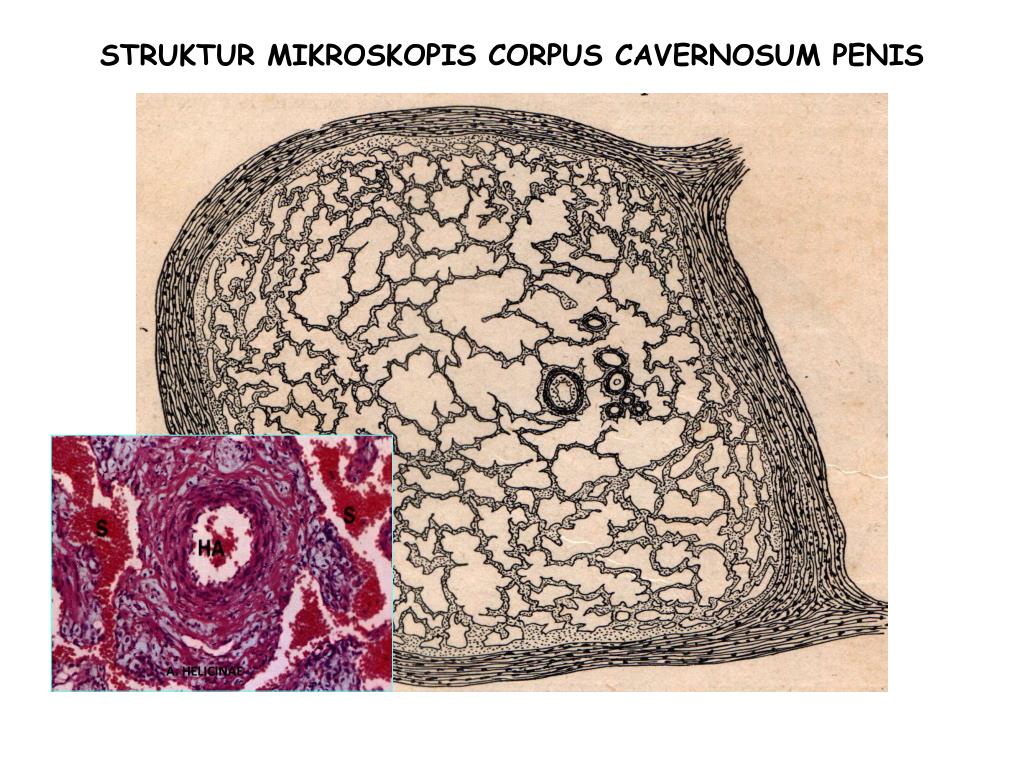 PPT - KULIAH HISTOLOGI SISTEM REPRODUKSI PRIA PowerPoint Presentation ...
