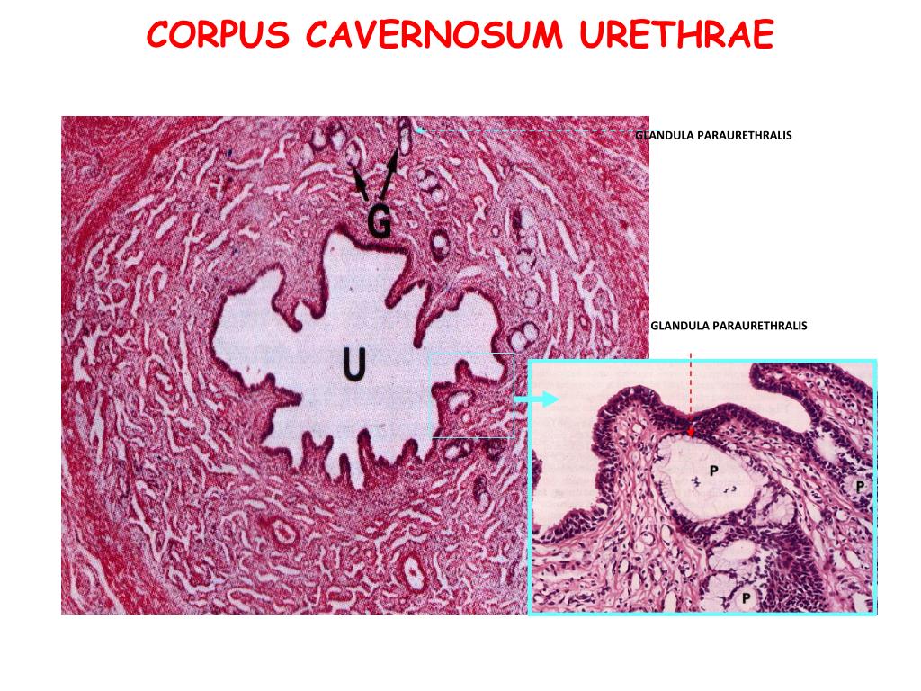 PPT - KULIAH HISTOLOGI SISTEM REPRODUKSI PRIA PowerPoint Presentation ...