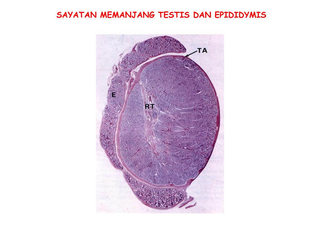 PPT - KULIAH HISTOLOGI SISTEM REPRODUKSI PRIA PowerPoint Presentation ...