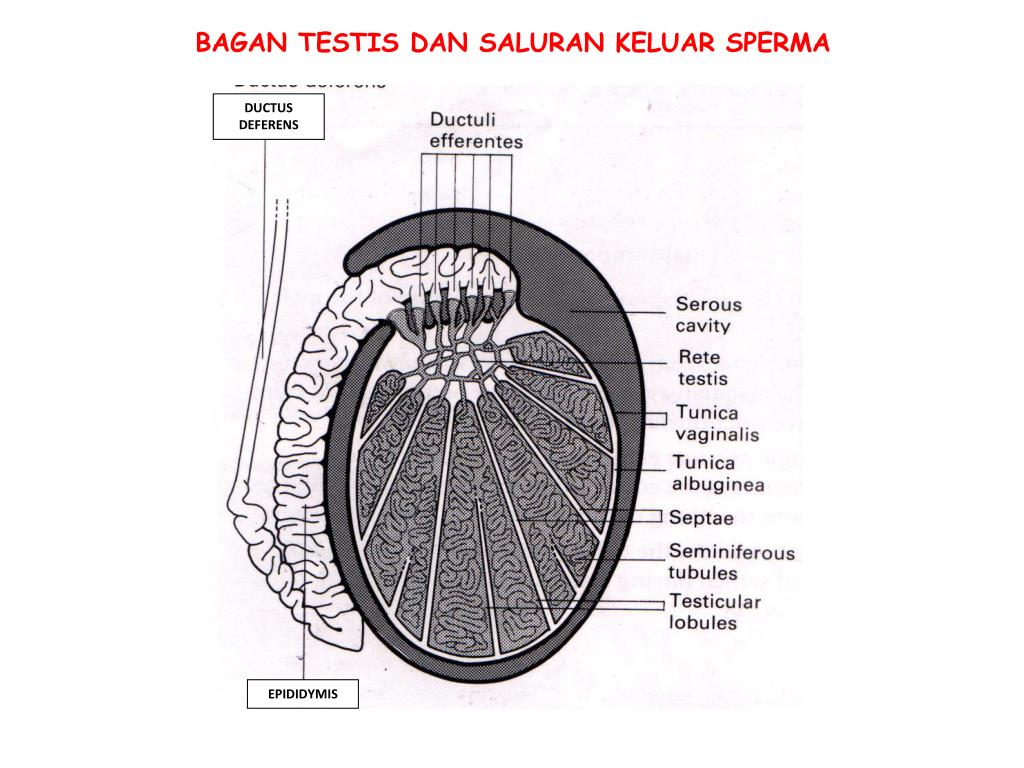PPT - KULIAH HISTOLOGI SISTEM REPRODUKSI PRIA PowerPoint Presentation ...