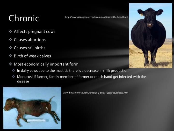 PPT - Leptospirosis in Cattle PowerPoint Presentation - ID:2053460