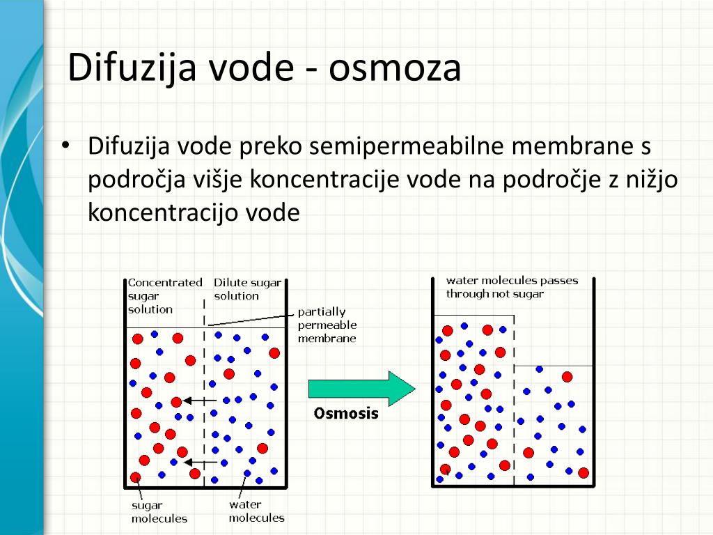 PPT - Prenos snovi med celico in okolico PowerPoint Presentation, free ...