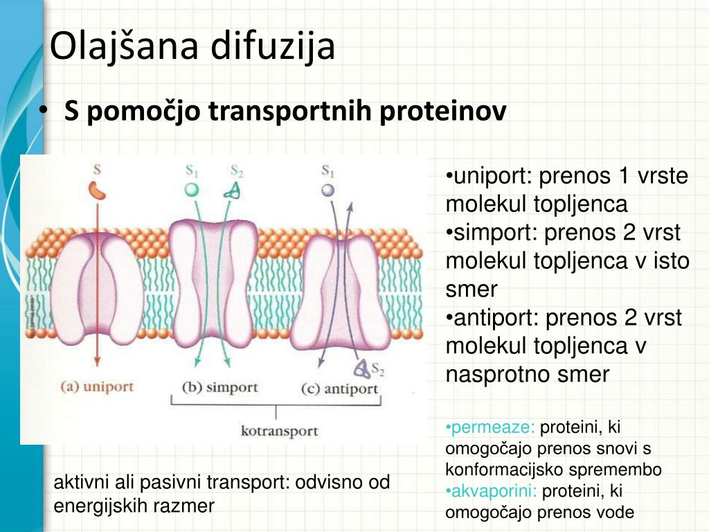 PPT - Prenos snovi med celico in okolico PowerPoint Presentation, free ...