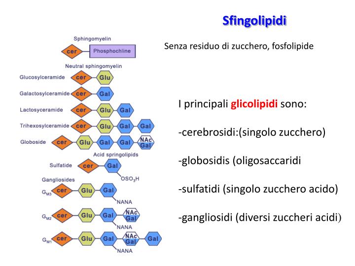 PPT - Membrana Plasmatica PowerPoint Presentation - ID:2053748