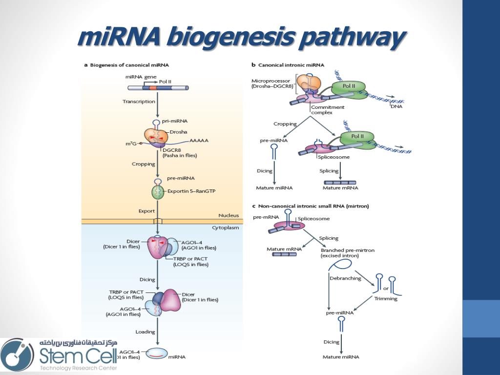 PPT - MicroRNA’s applications in medicine PowerPoint Presentation, free ...