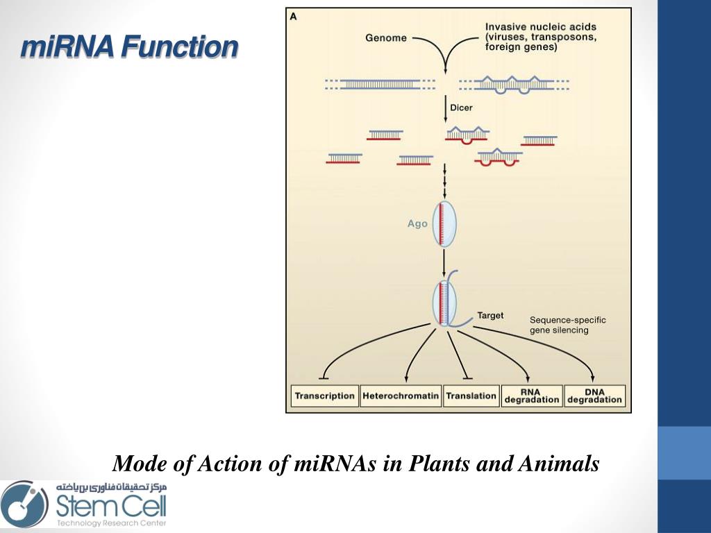 PPT - MicroRNA’s applications in medicine PowerPoint Presentation, free ...