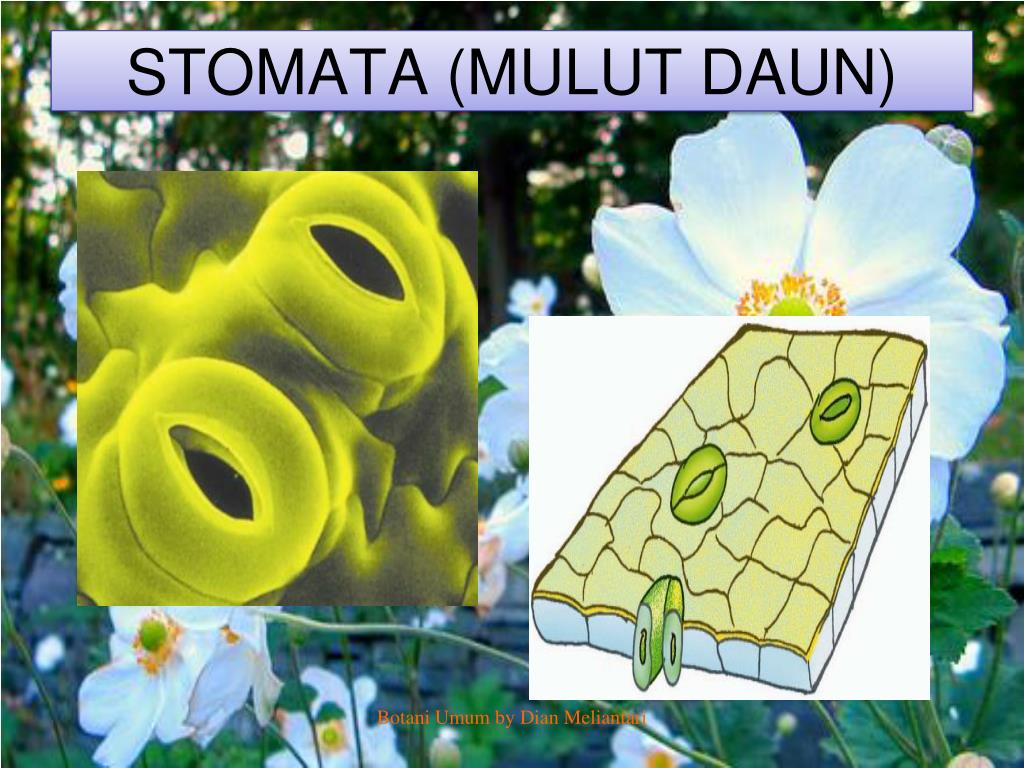 PPT - BOTANI UMUM Dosen : Ir. Dian Meliantari,MM Kuliah :9 PowerPoint ...