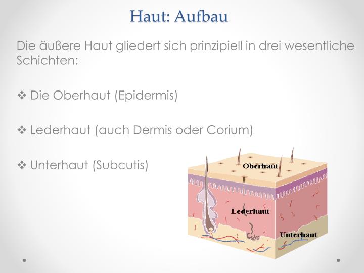 PPT - Die Haut PowerPoint Presentation - ID:2053885