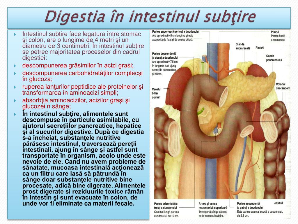 PPT - COLEGIUL POLITEHNIC DIN MUN. CHI ŞINĂU NUTRIŢIA PowerPoint ...