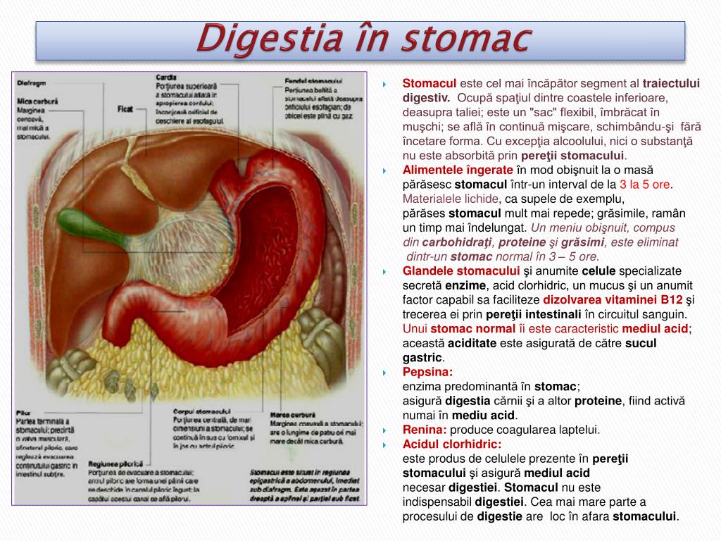 PPT - COLEGIUL POLITEHNIC DIN MUN. CHI ŞINĂU NUTRIŢIA PowerPoint ...