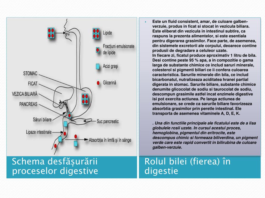 PPT - COLEGIUL POLITEHNIC DIN MUN. CHI ŞINĂU NUTRIŢIA PowerPoint ...