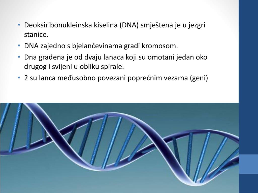 PPT - DNA S KUHINJSKOG STOLA PowerPoint Presentation, free download ...