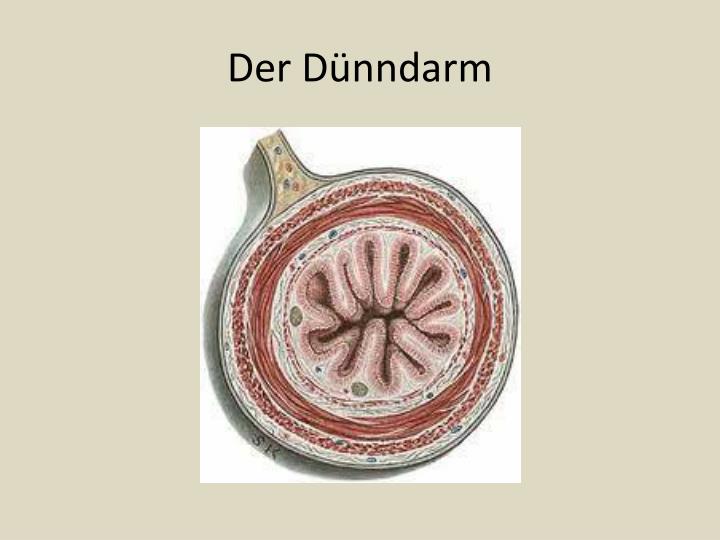 PPT - Die Verdauung PowerPoint Presentation - ID:2054105
