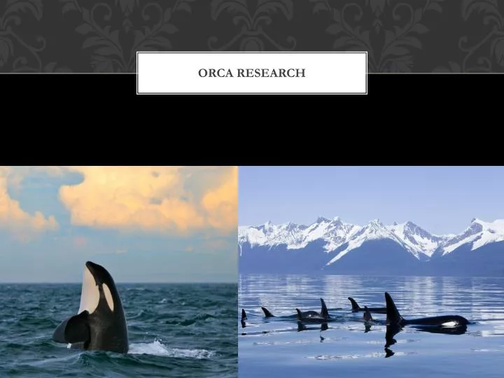 PPT - Orca research PowerPoint Presentation, free download - ID:2054161