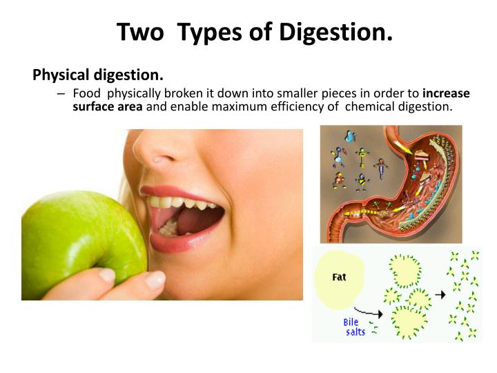 PPT - Common Requirements of living things - ANIMALS – Chapter 5 ...