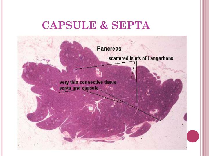 PPT - SALIVARY GLANDS AND PANCREAS PowerPoint Presentation - ID:2054575
