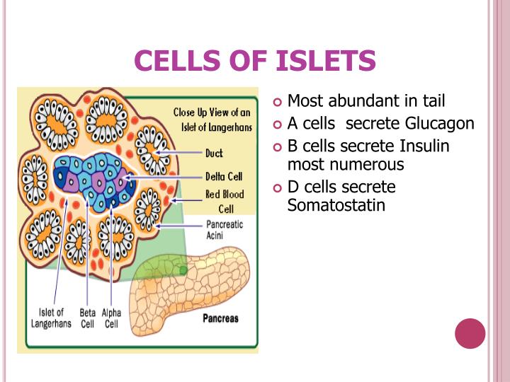 PPT - SALIVARY GLANDS AND PANCREAS PowerPoint Presentation - ID:2054575