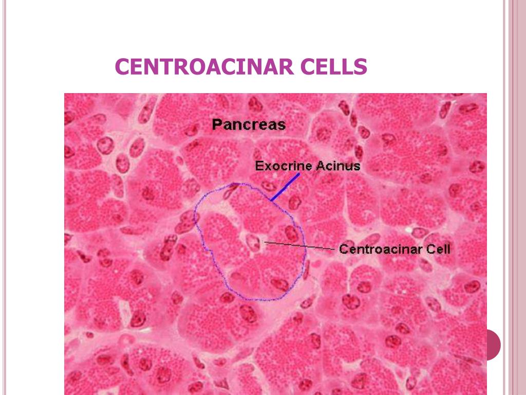 PPT - SALIVARY GLANDS AND PANCREAS PowerPoint Presentation, free ...