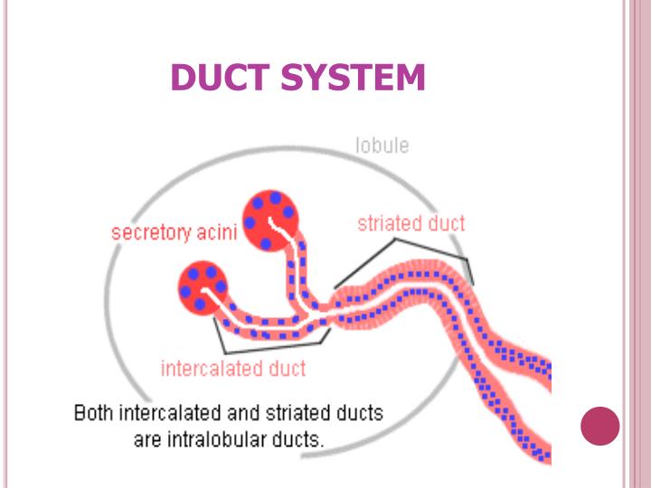 PPT - SALIVARY GLANDS AND PANCREAS PowerPoint Presentation - ID:2054575