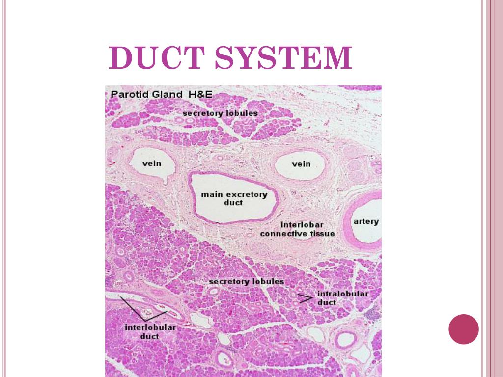 PPT - SALIVARY GLANDS AND PANCREAS PowerPoint Presentation, free ...