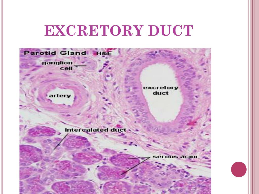 PPT - SALIVARY GLANDS AND PANCREAS PowerPoint Presentation, free ...