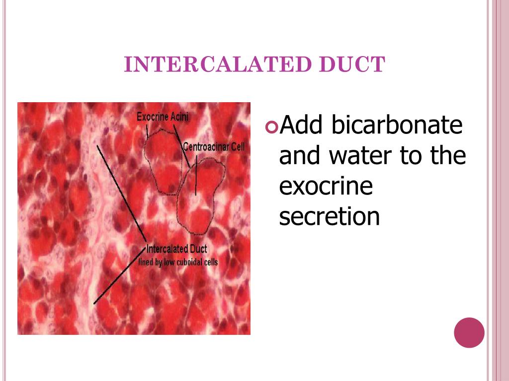 PPT - SALIVARY GLANDS AND PANCREAS PowerPoint Presentation, free ...