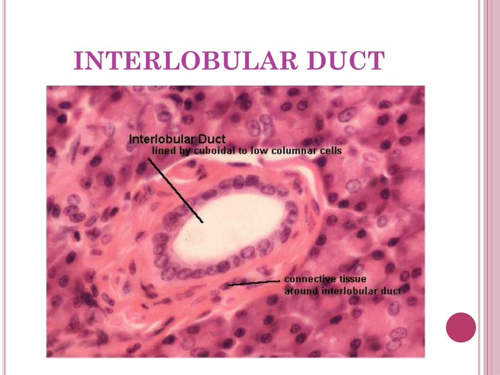 PPT - SALIVARY GLANDS AND PANCREAS PowerPoint Presentation, free ...
