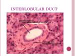 PPT - SALIVARY GLANDS AND PANCREAS PowerPoint Presentation - ID:2054575