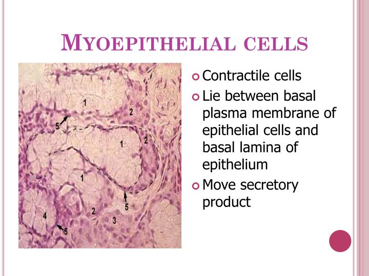 PPT - SALIVARY GLANDS AND PANCREAS PowerPoint Presentation - ID:2054575