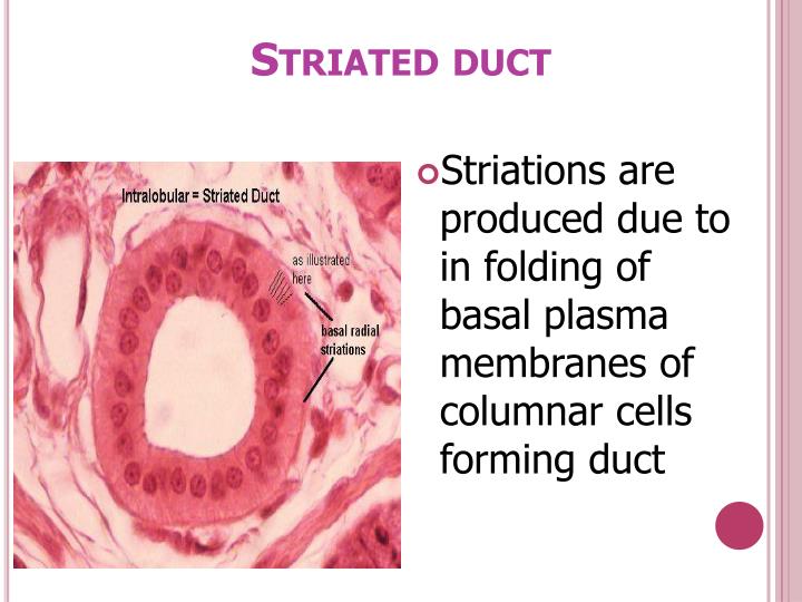 PPT - SALIVARY GLANDS AND PANCREAS PowerPoint Presentation - ID:2054575
