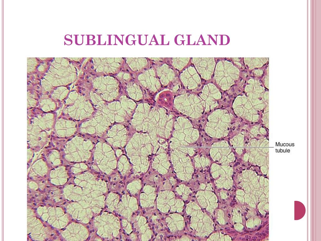 PPT - SALIVARY GLANDS AND PANCREAS PowerPoint Presentation, free ...