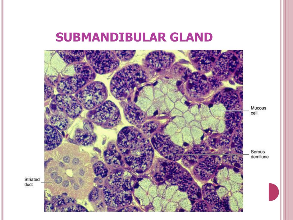 PPT - SALIVARY GLANDS AND PANCREAS PowerPoint Presentation, free ...