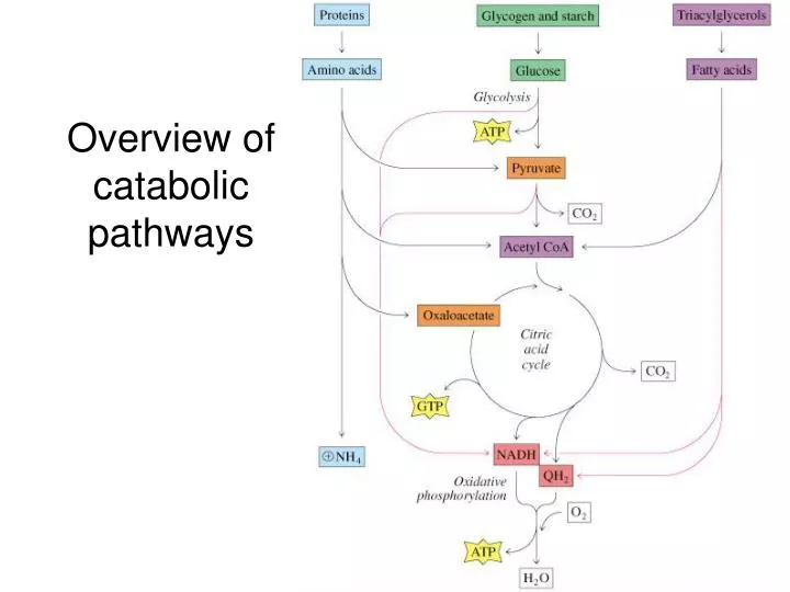 PPT - Overview of catabolic pathways PowerPoint Presentation, free ...
