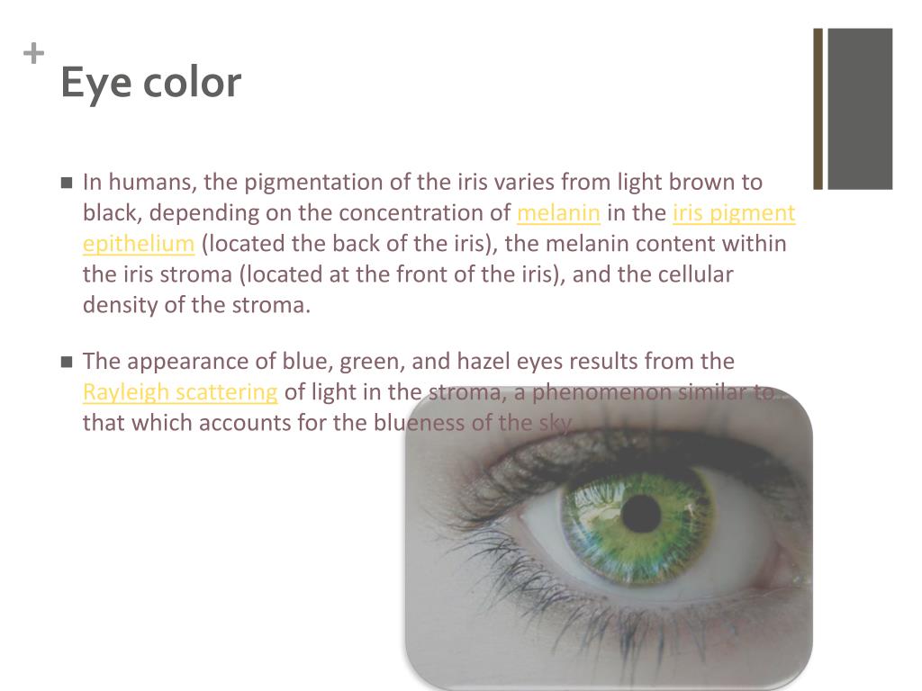 PPT - The Human Eye PowerPoint Presentation, free download - ID:2054955