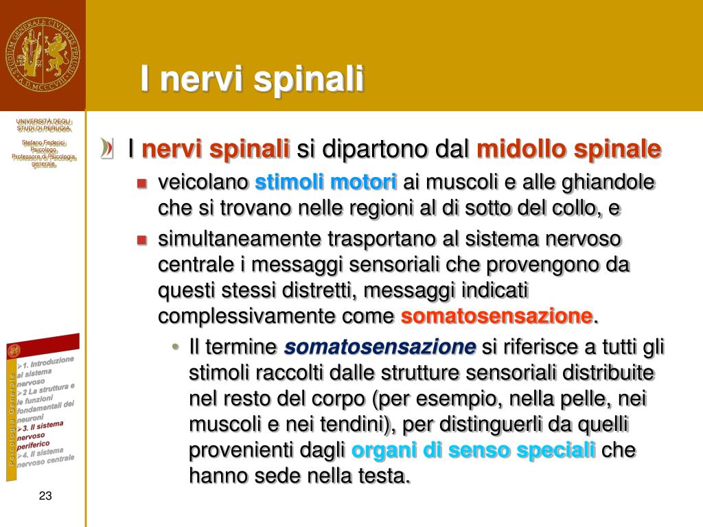 PPT - Corso 3 – Introduzione alle Neuroscienze: Fondamenti anatomo ...