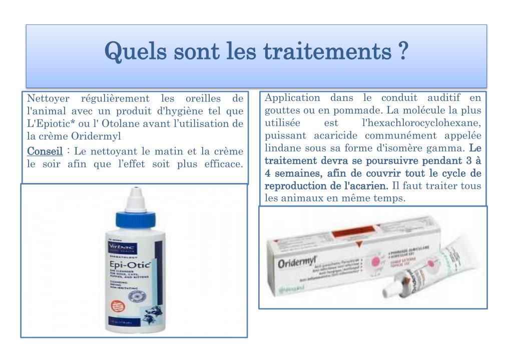 PPT - LA GALE Qu’est-ce-que la gale ? Contamination ? PowerPoint ...