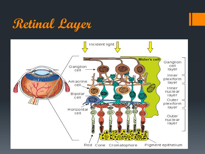PPT - ElectroRetinoGraphy PowerPoint Presentation - ID:2055117