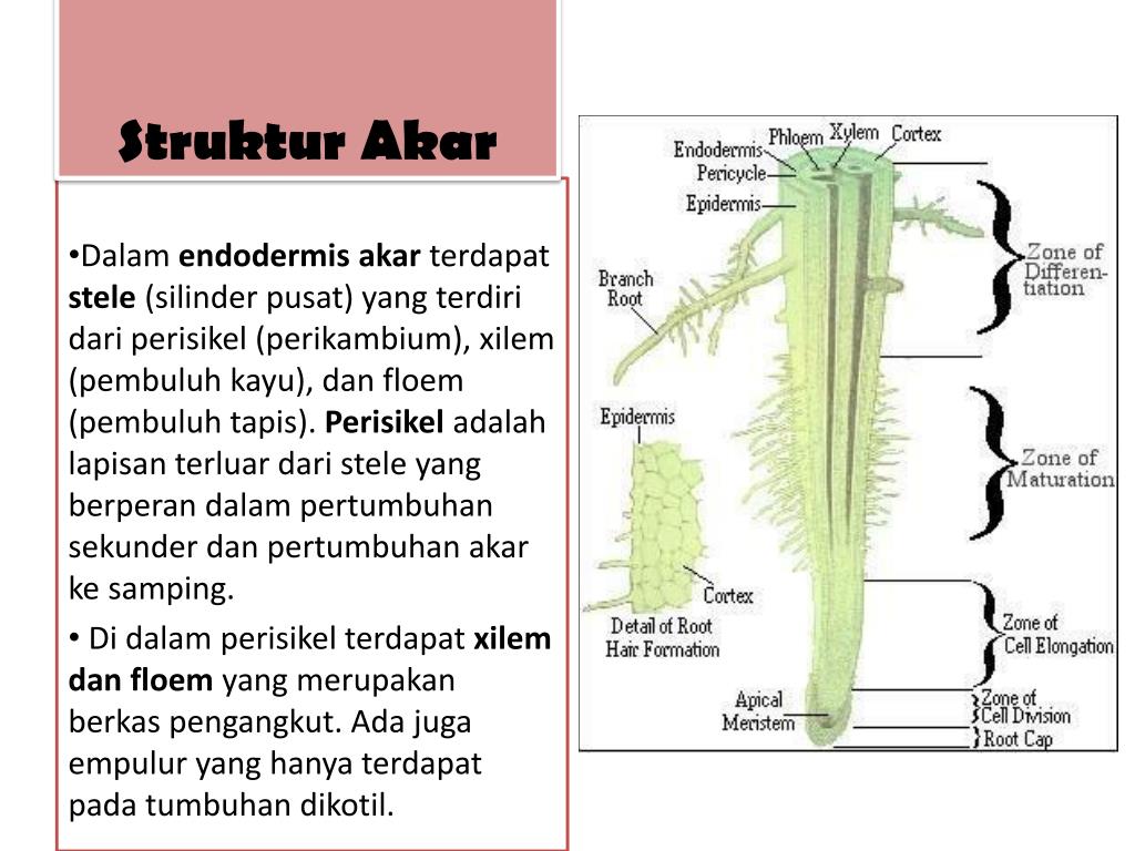 PPT - Plant and Agriculture Technology ( Biology Team – FTP UB ...